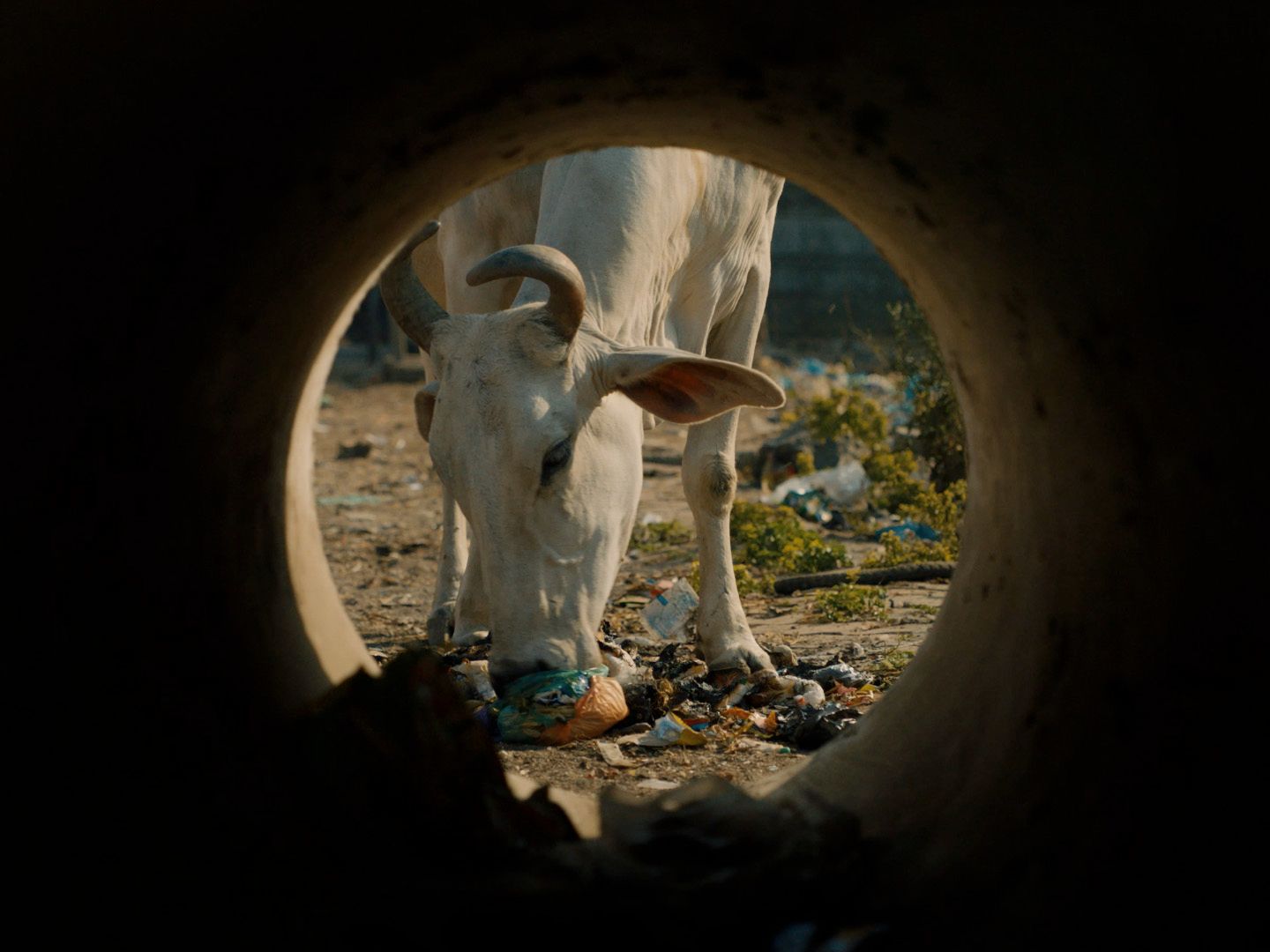 Holy Cowboys (Frames) — DIRECTORS' LIBRARY