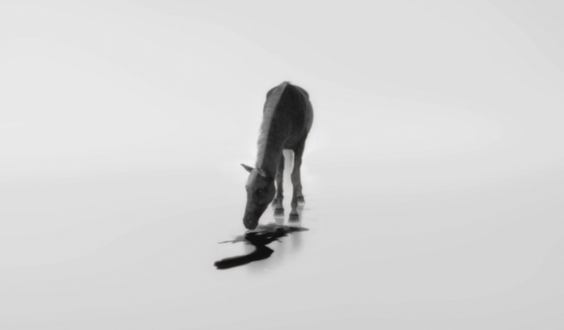 Demon (Frames) — DIRECTORS' LIBRARY