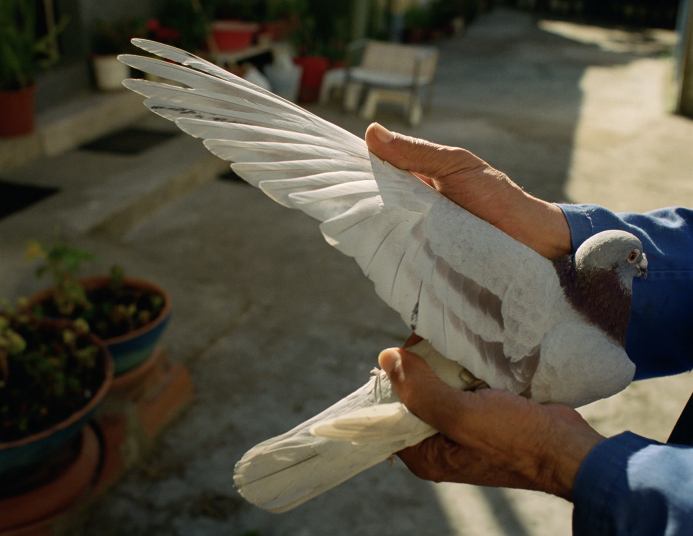 The Pigeon Game (Frames) — Directors' Library